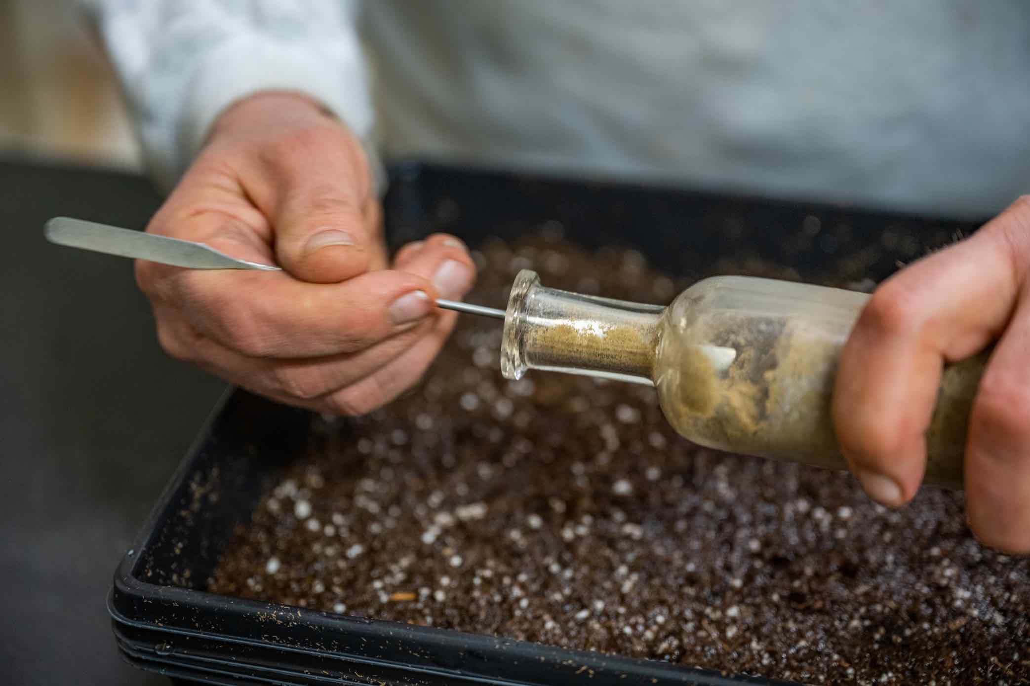 beal-seed-extraction - Mentes Curiosas